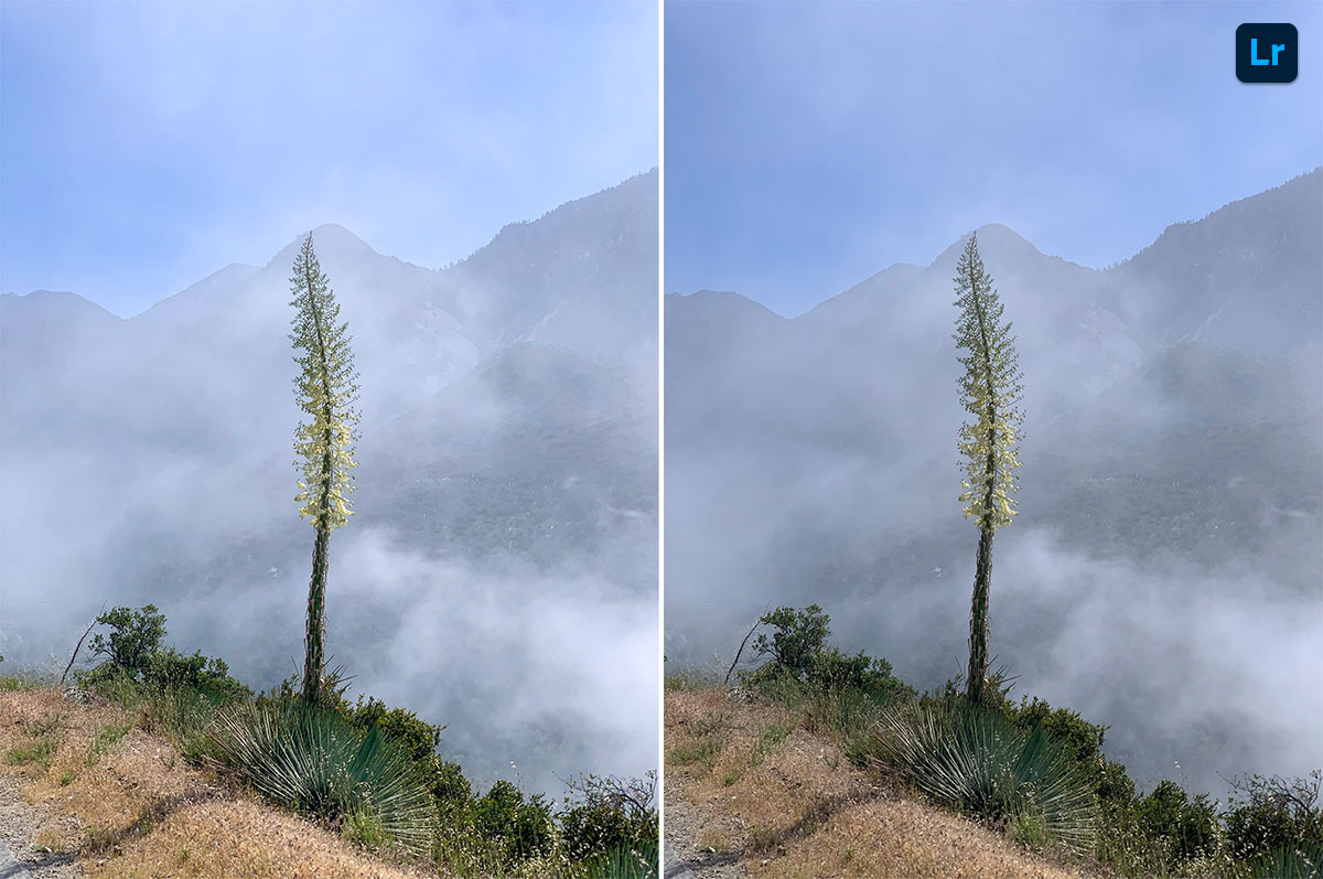 Lord’s Candle Yucca | Remix | Photoshop Lightroom