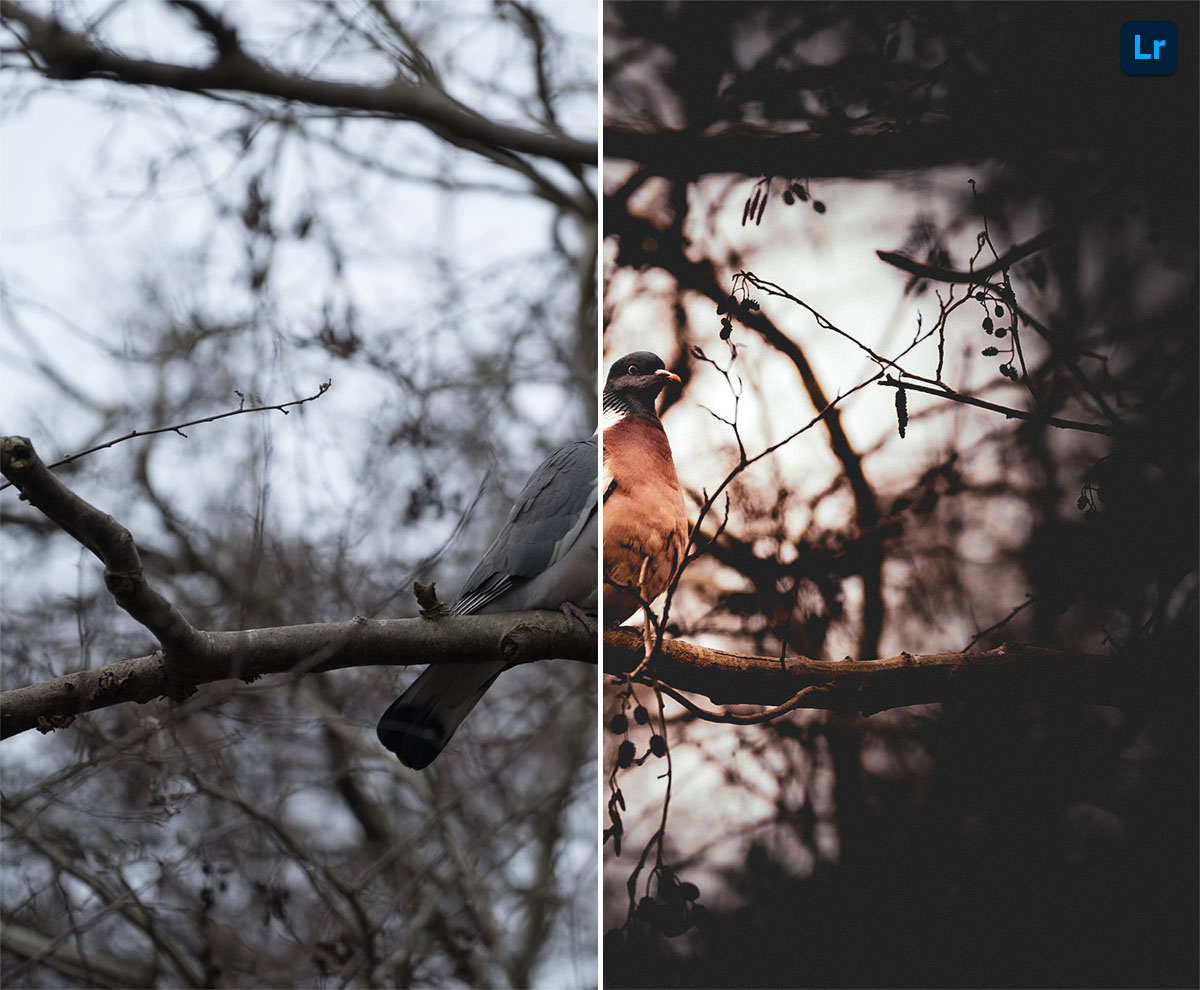 Pigeon | Edit | Photoshop Lightroom