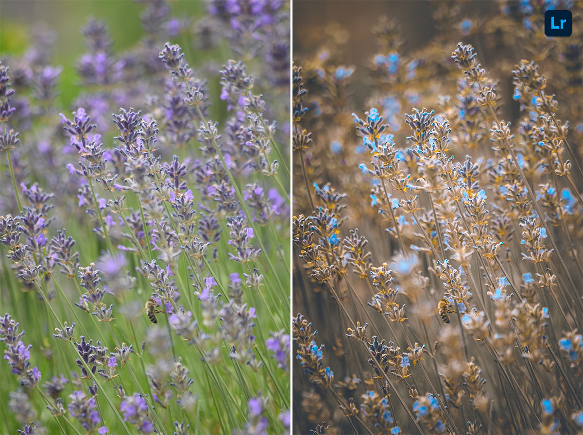 bloom | Remix | Photoshop Lightroom