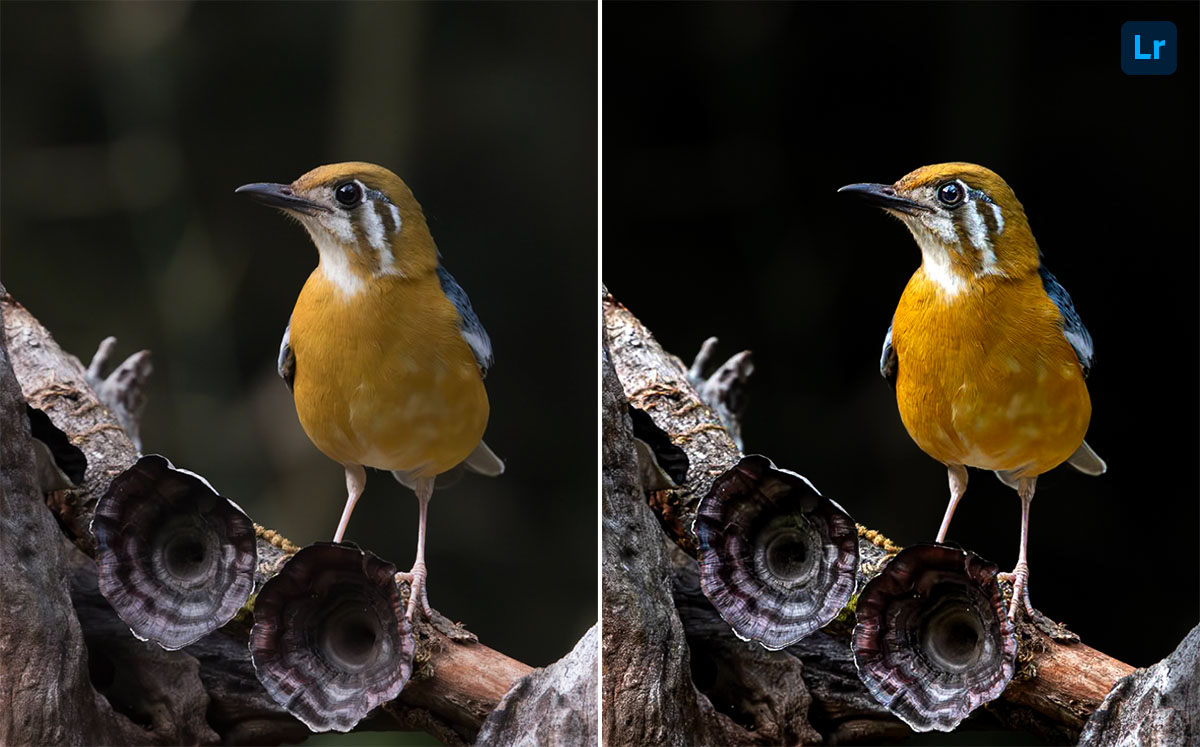 Low key 1 | Edit | Photoshop Lightroom