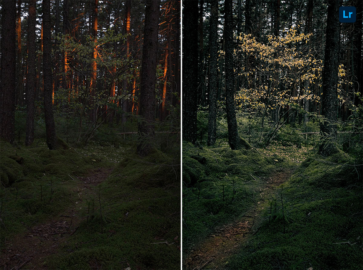 Moss and Tree | Edit | Photoshop Lightroom