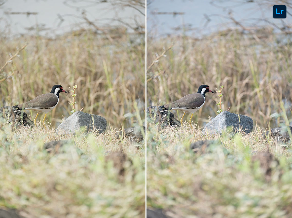 Bird | Remix | Photoshop Lightroom