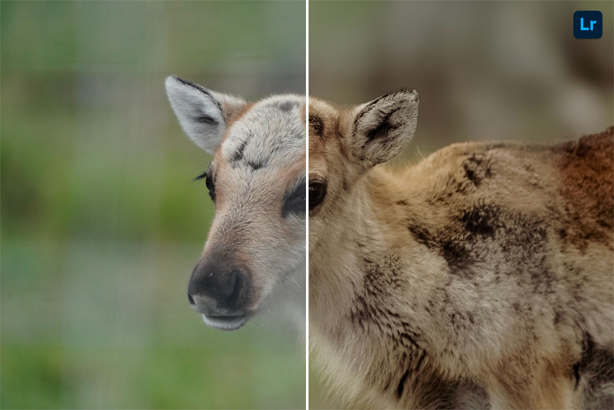 Baby reindeer | Edit | Photoshop Lightroom