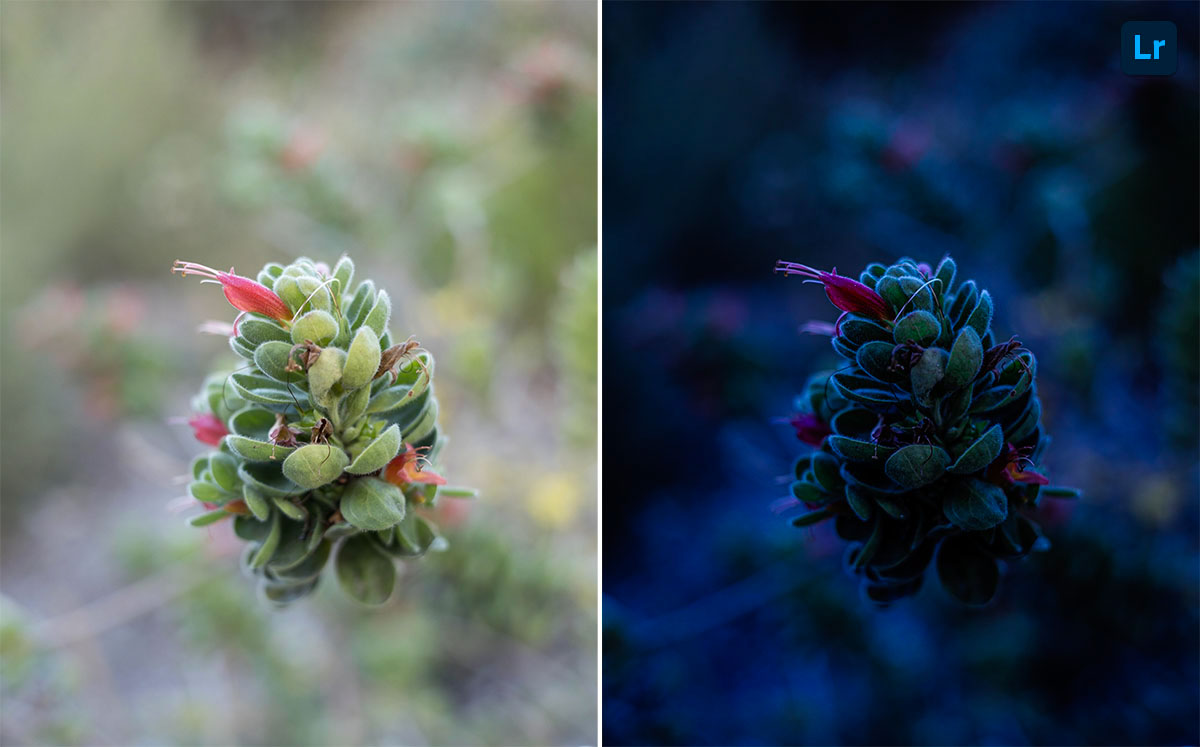 Macro shot | Remix | Photoshop Lightroom