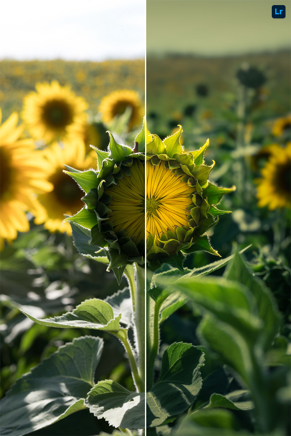 Sunshine | Remix | Photoshop Lightroom