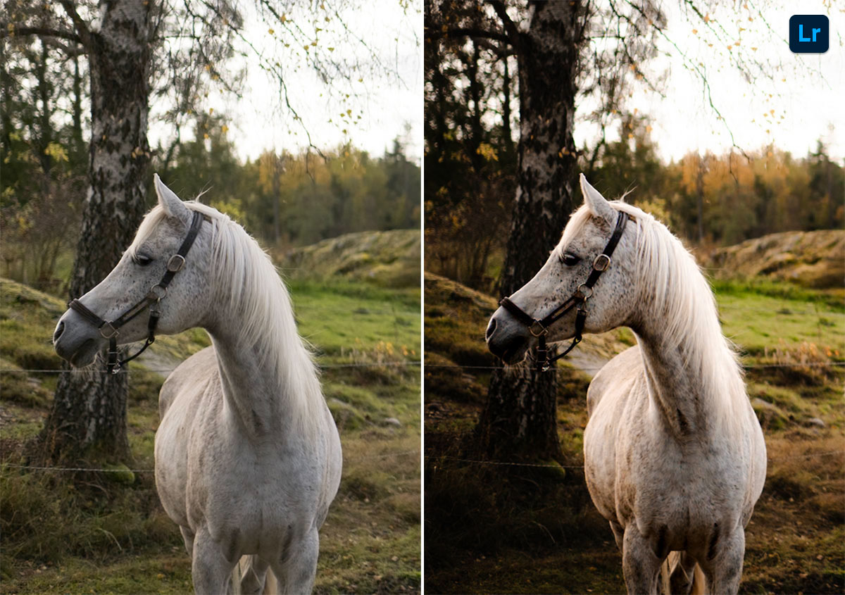 Arab | Edit | Photoshop Lightroom