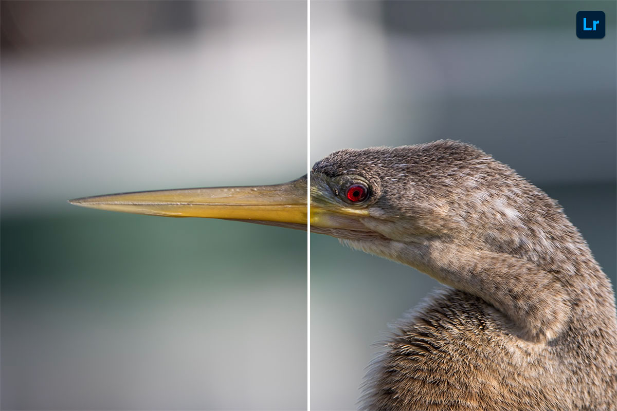 Female Anhinga | Edit | Photoshop Lightroom
