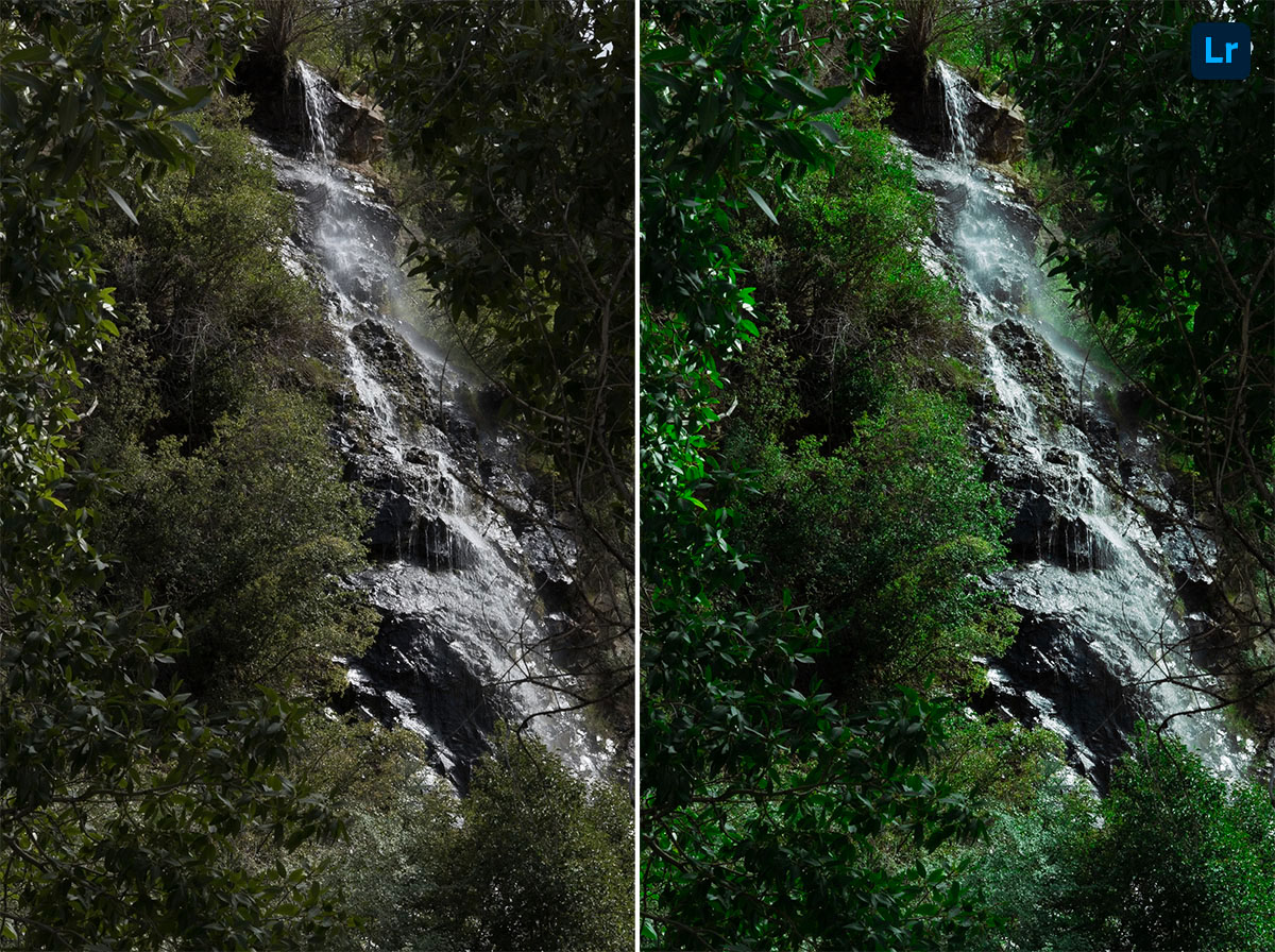 Jungle of Colorado | Edit | Photoshop Lightroom