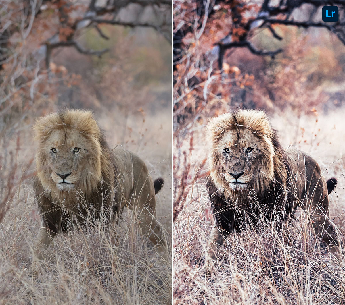 the king | Remix | Photoshop Lightroom