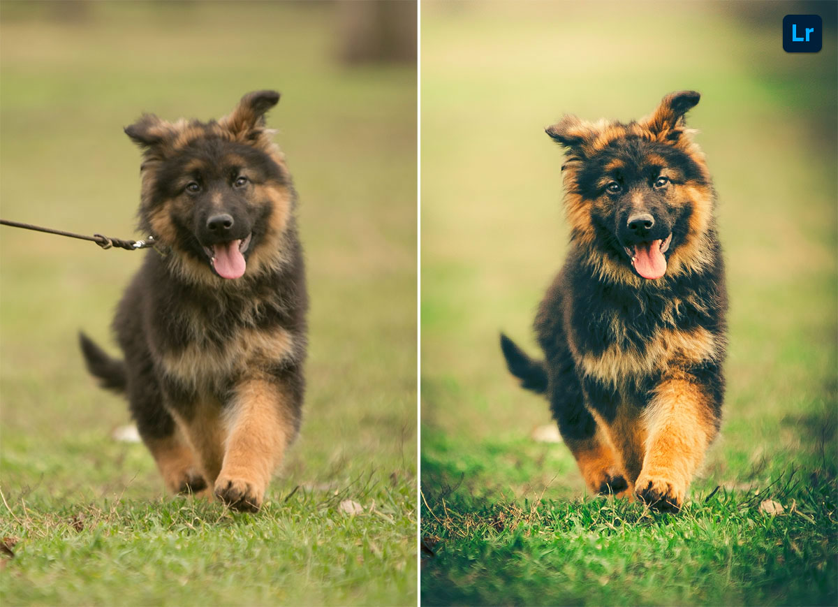 Puppy | Edit | Photoshop Lightroom