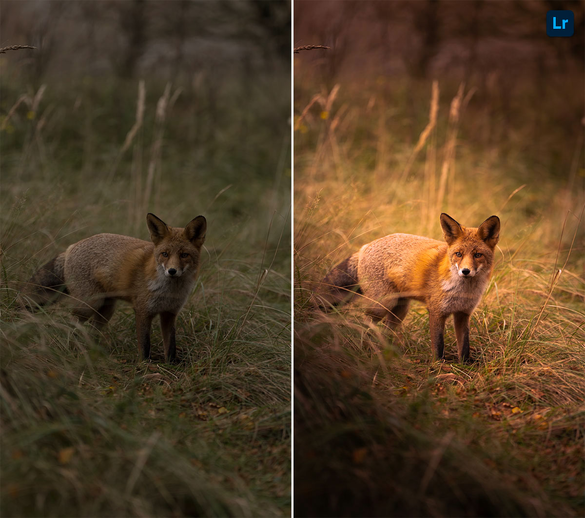 Little cute orange fox | Remix | Photoshop Lightroom