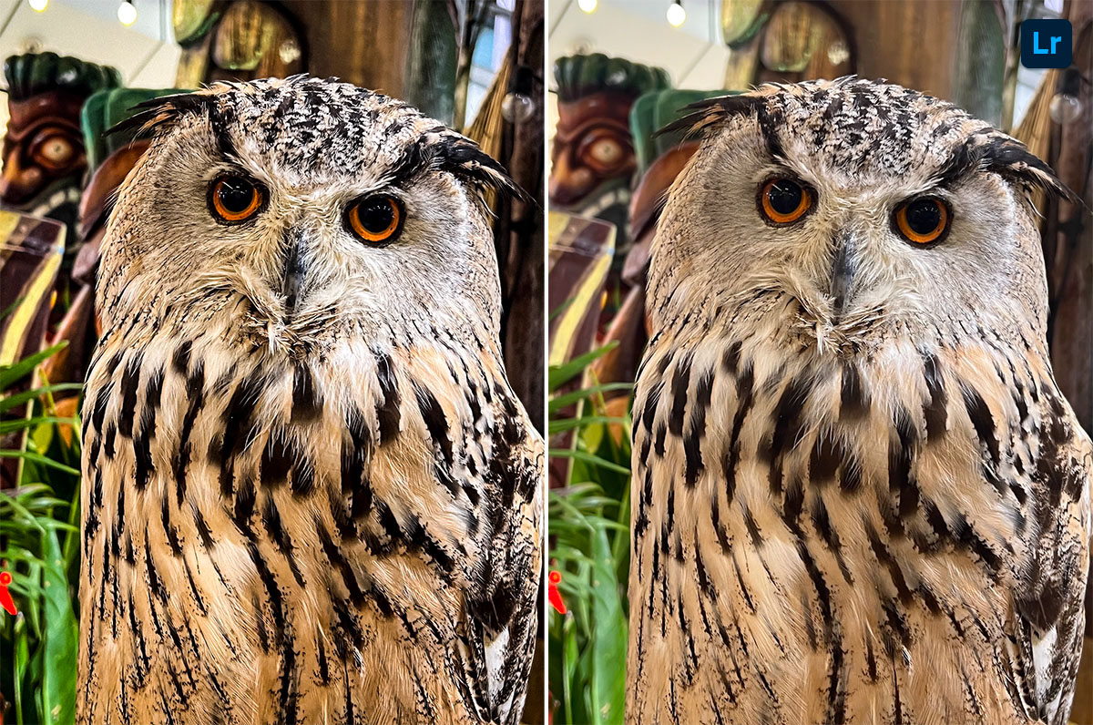 Owl | Edit | Photoshop Lightroom