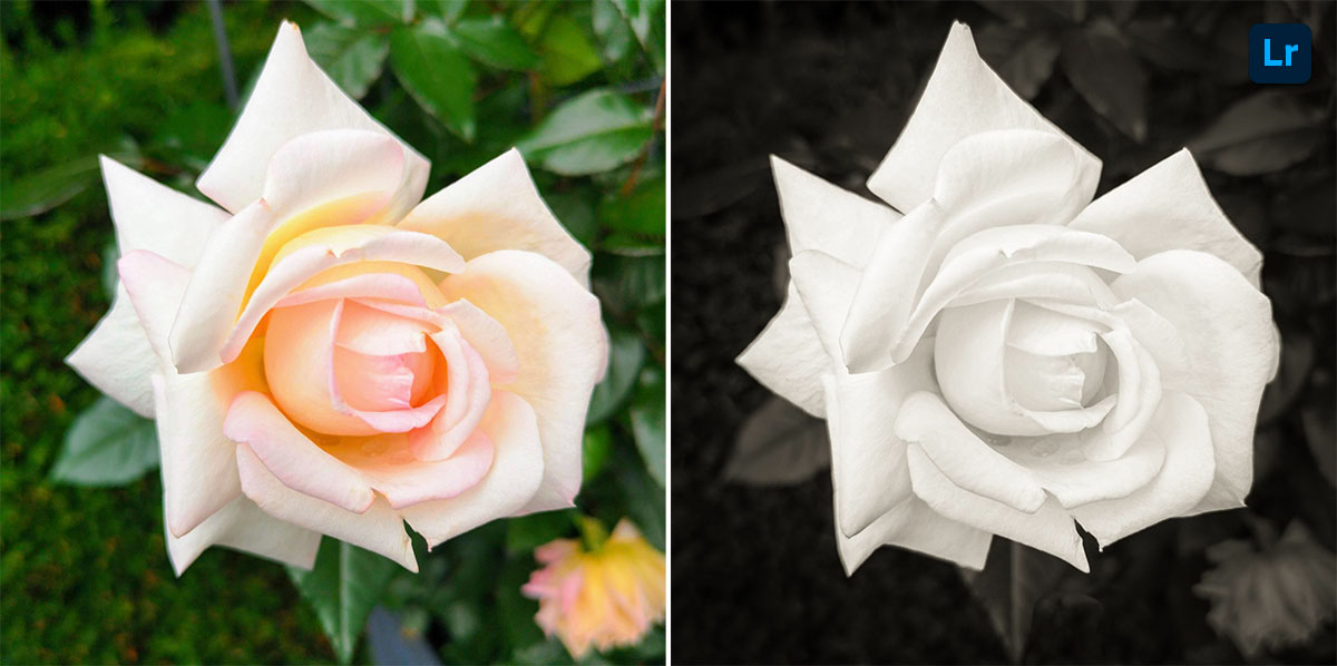 Rose BW | Edit | Photoshop Lightroom