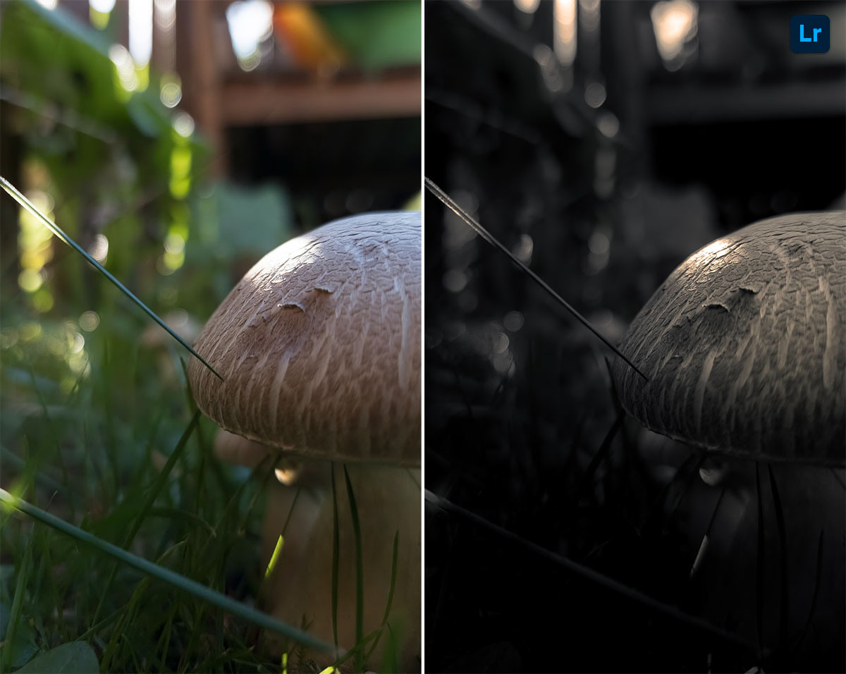 Dark mushrooms | Edit | Photoshop Lightroom