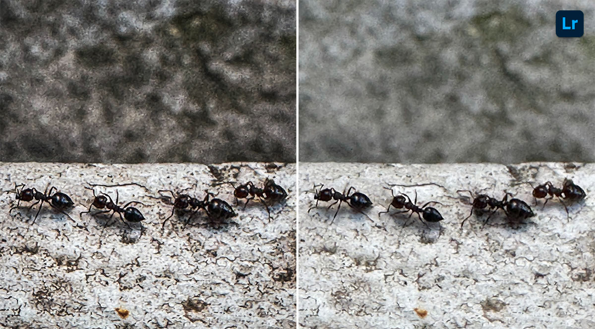 Ants | Edit | Photoshop Lightroom
