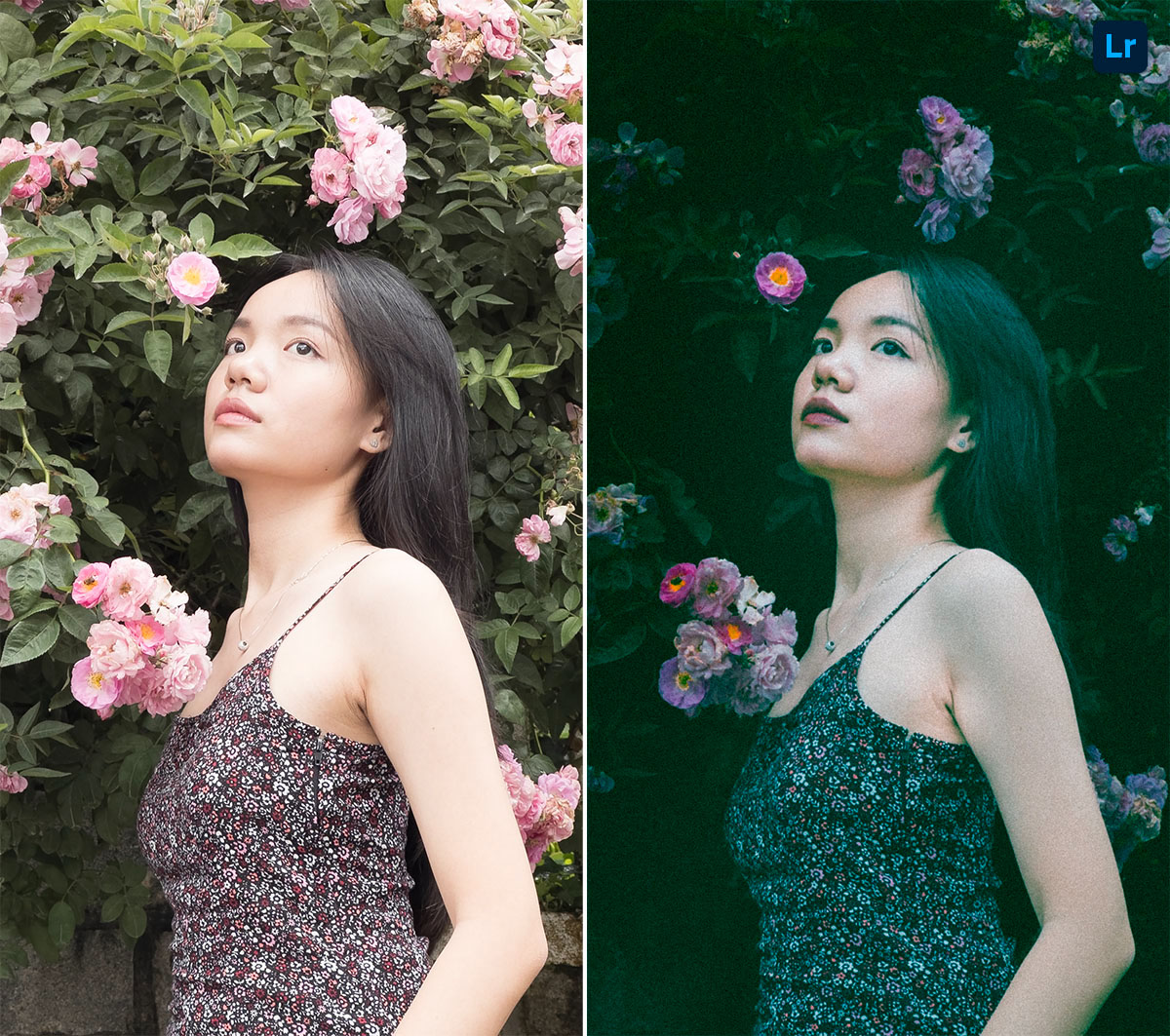 Rose | Remix | Photoshop Lightroom