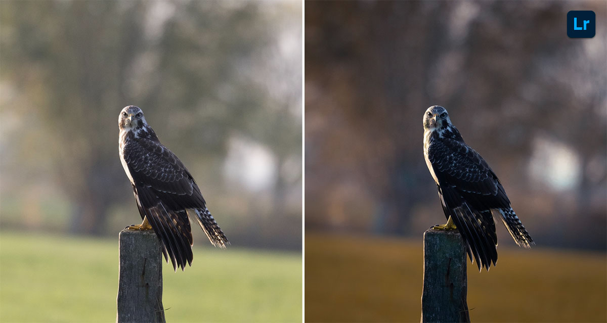 Bird | Remix | Photoshop Lightroom