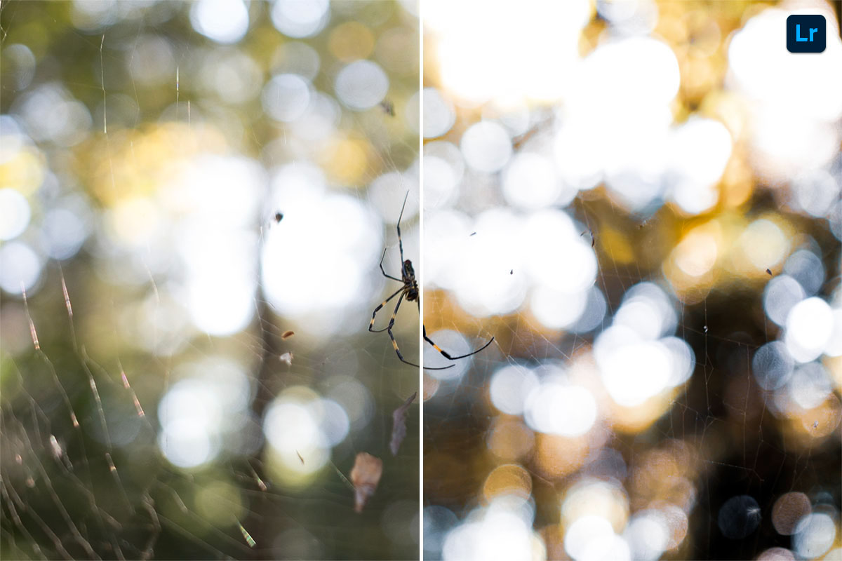 spider | Edit | Photoshop Lightroom