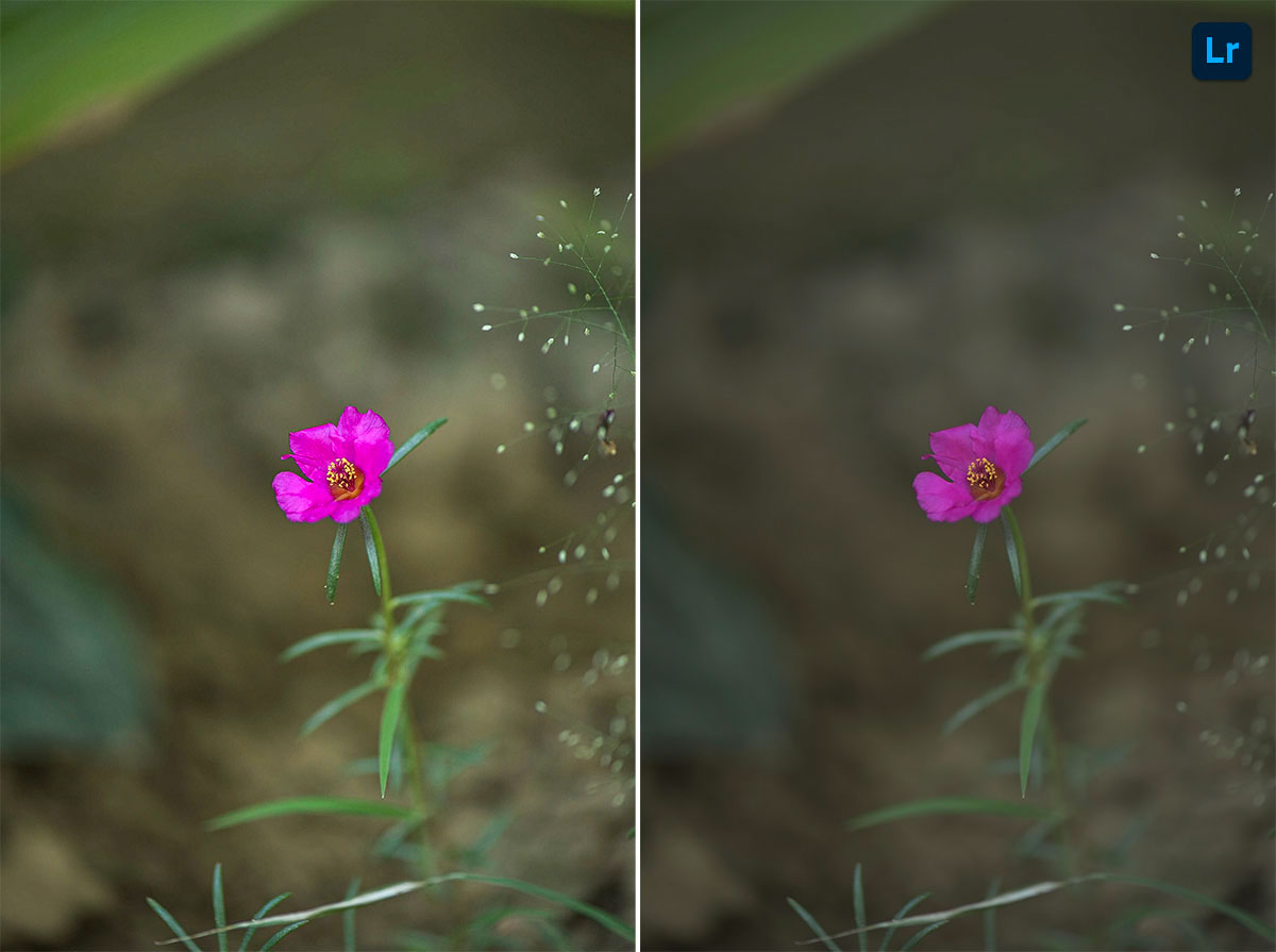 Bloom | Remix | Photoshop Lightroom