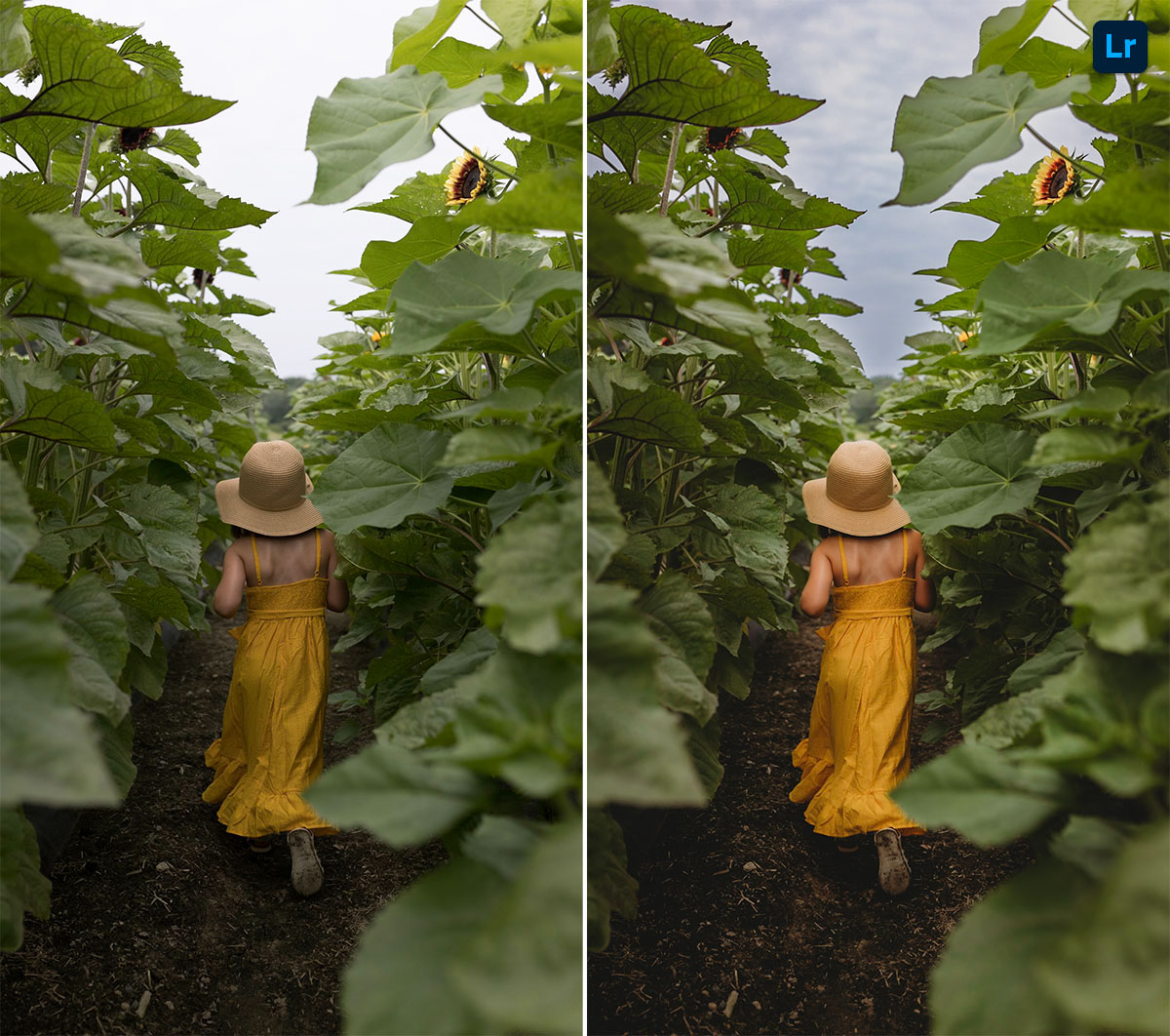 Sunflower fields | Edit | Photoshop Lightroom