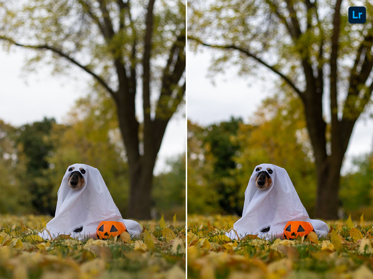 Ghost doggo | Remix | Photoshop Lightroom