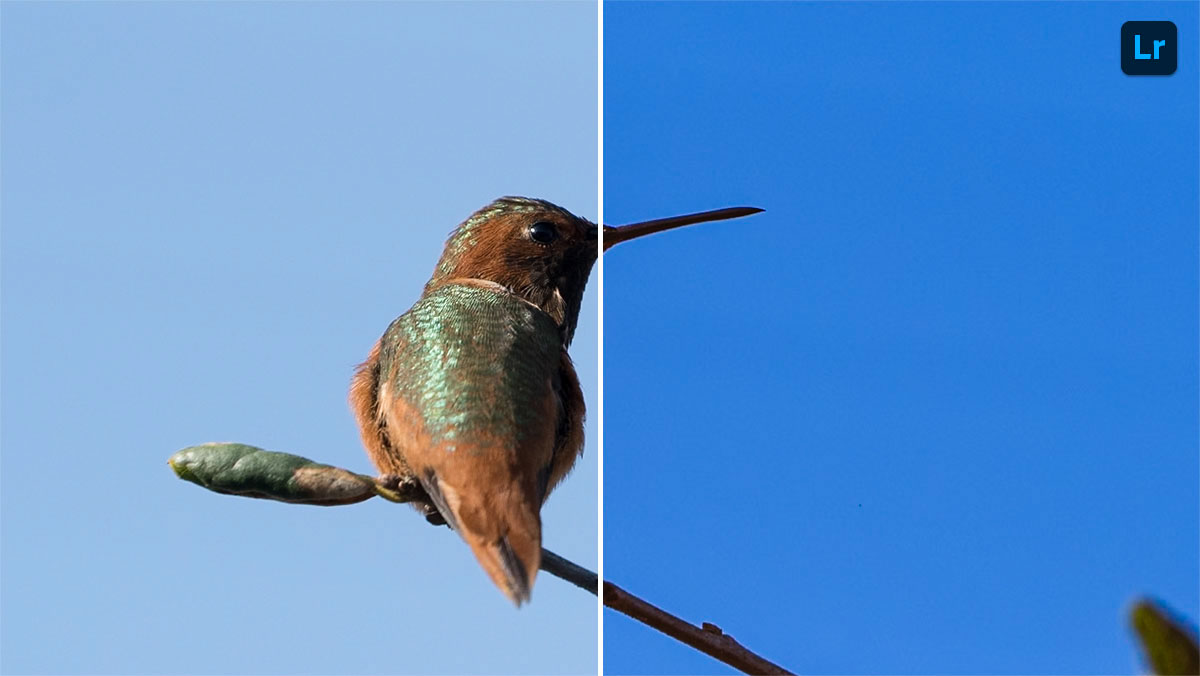 Humming bird perched | Edit | Photoshop Lightroom