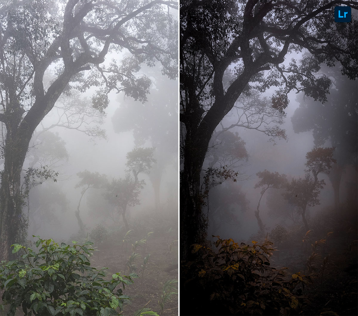 Enchanted Mist | Remix | Photoshop Lightroom