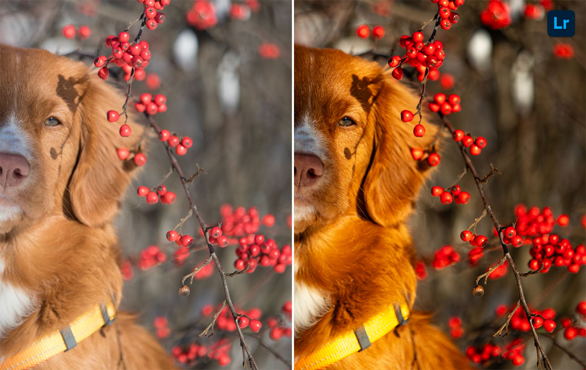 Dog | Remix | Photoshop Lightroom