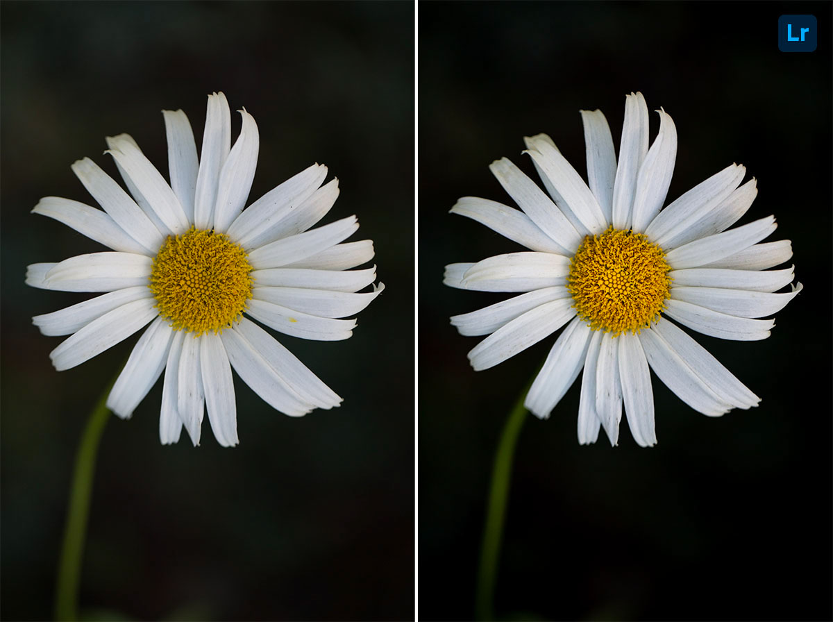 Shasta Daisy | Edit | Photoshop Lightroom
