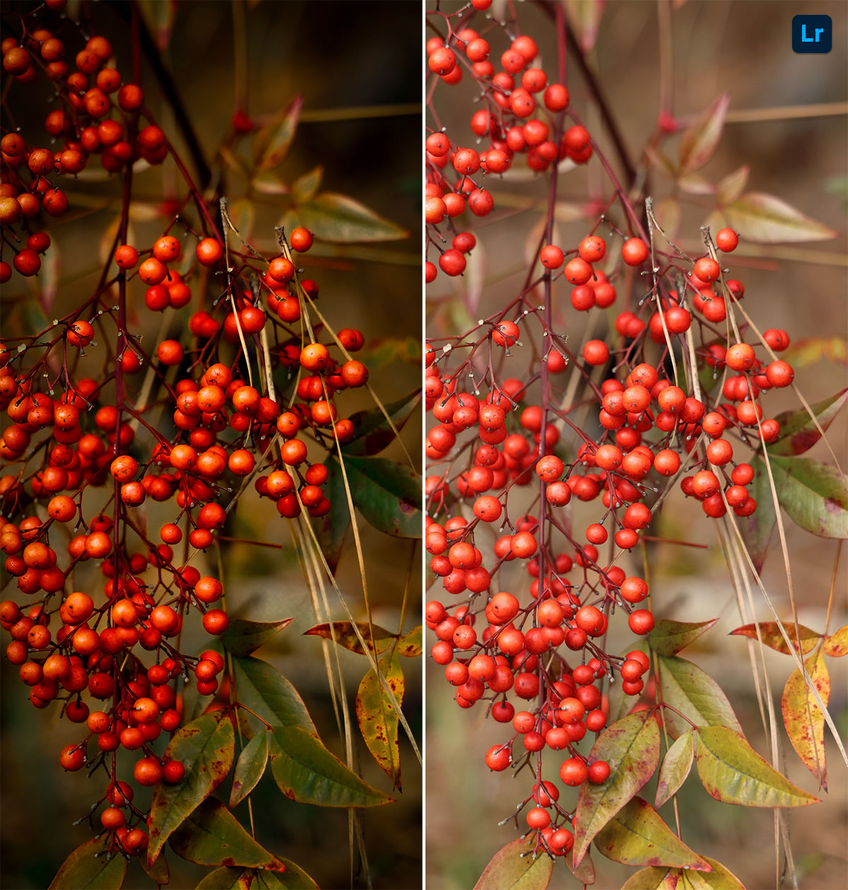 Red Berries | Remix | Photoshop Lightroom