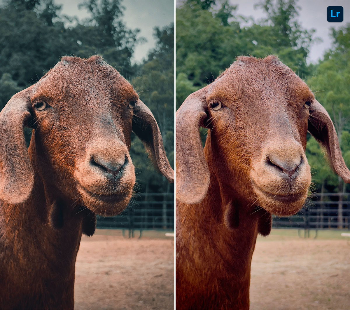 Hershey the Goat | Edit | Photoshop Lightroom