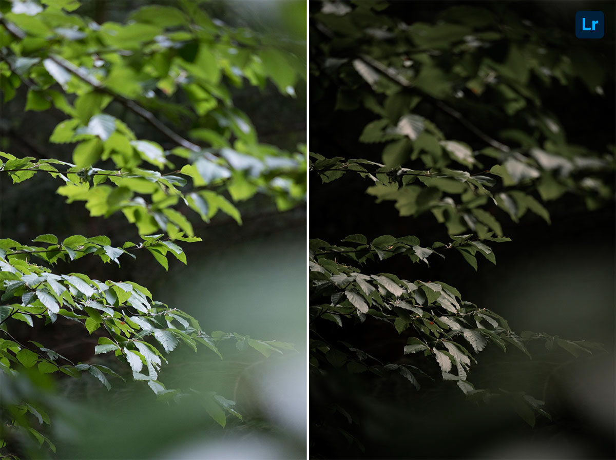 green leaves | Edit | Photoshop Lightroom