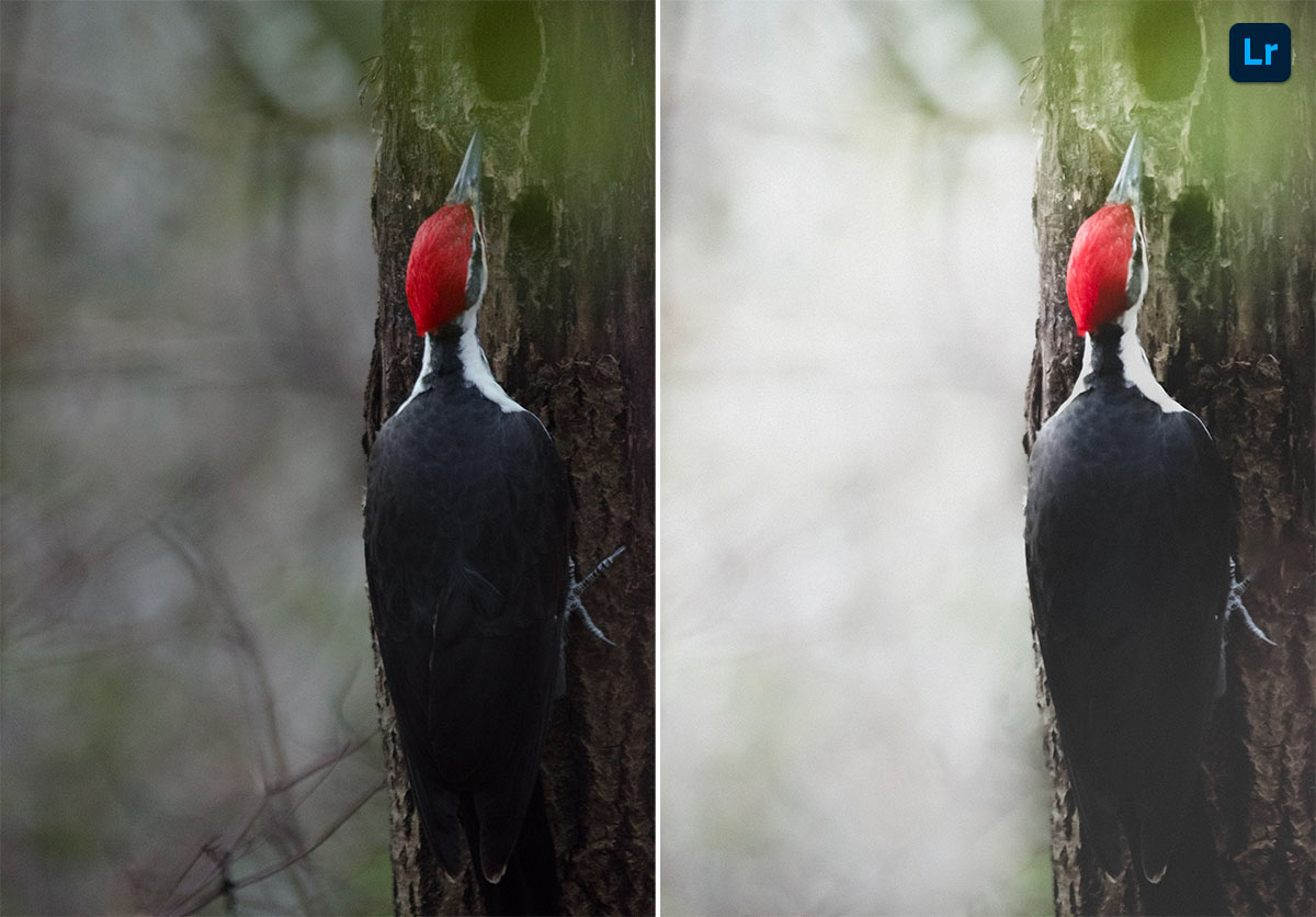 Side pics | Edit | Photoshop Lightroom