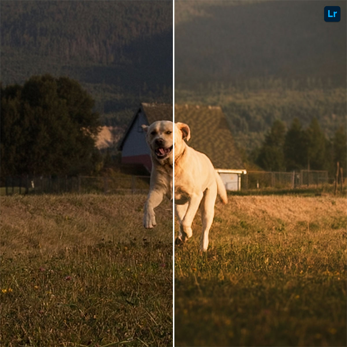 Dog | Edit | Photoshop Lightroom