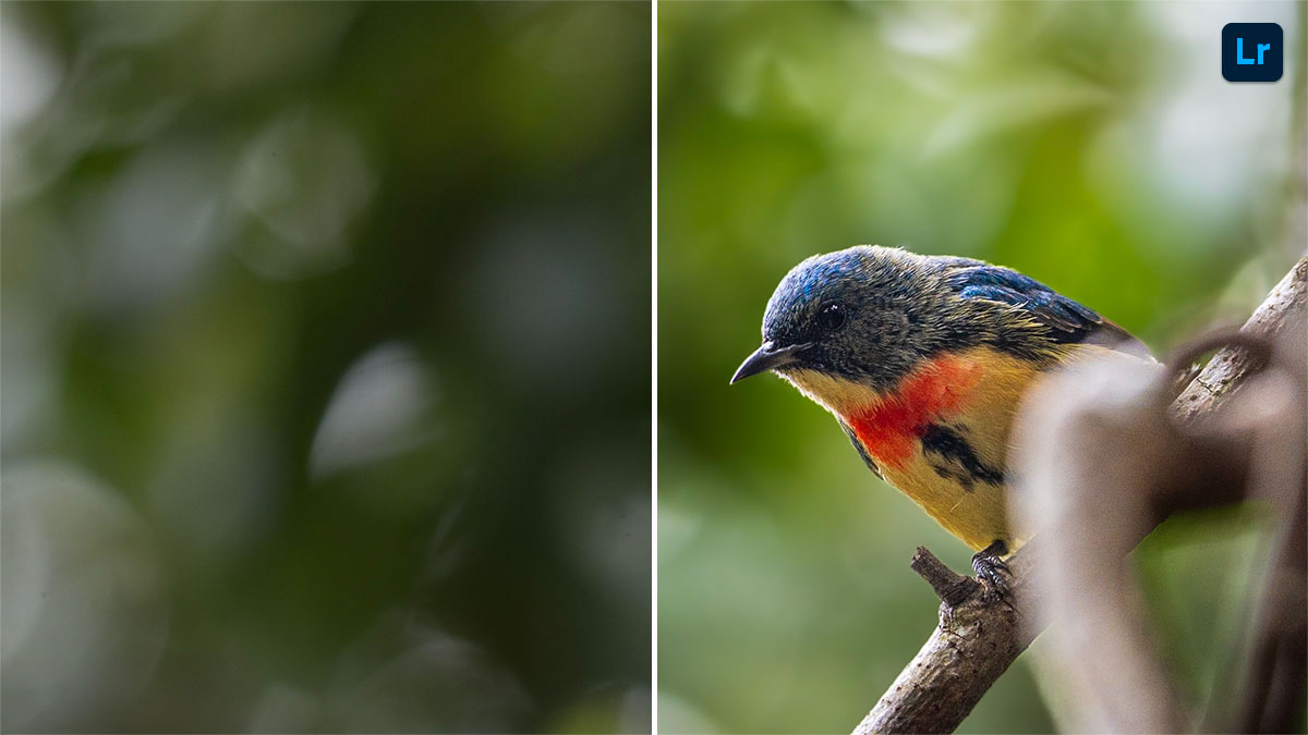 Beautiful bird | Edit | Photoshop Lightroom