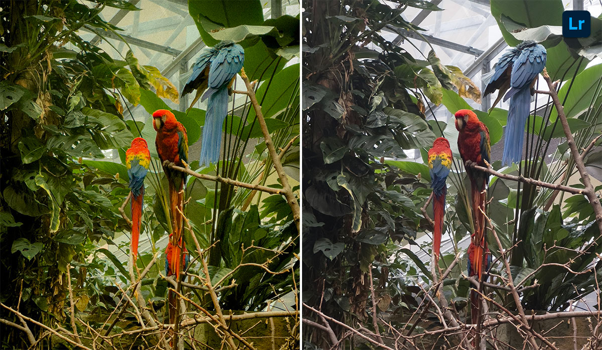 Zoo 1 - iPhone | Edit | Photoshop Lightroom