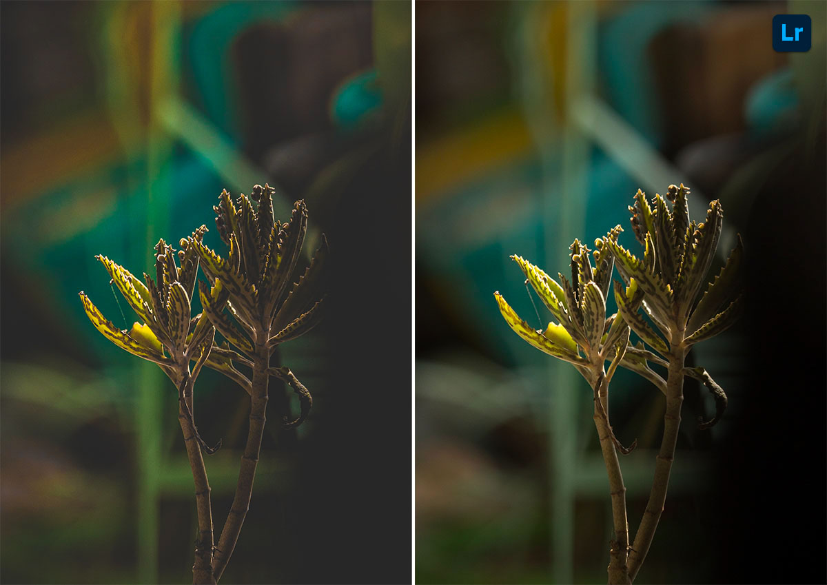 Leaf | Edit | Photoshop Lightroom