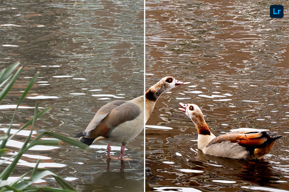 quack | Edit | Photoshop Lightroom