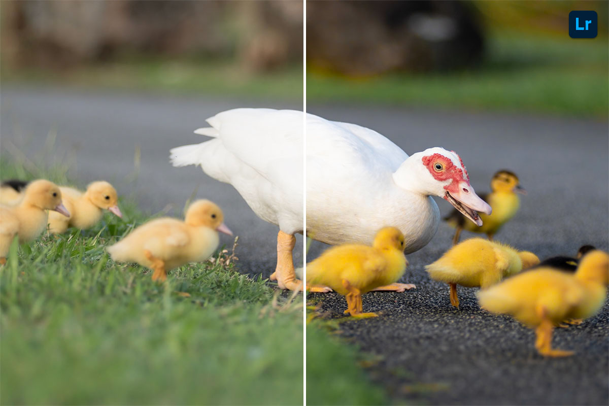 Duck and ducklings | Remix | Photoshop Lightroom