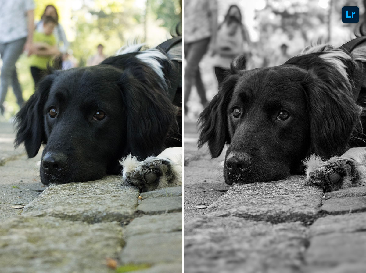 My dog | Edit | Photoshop Lightroom