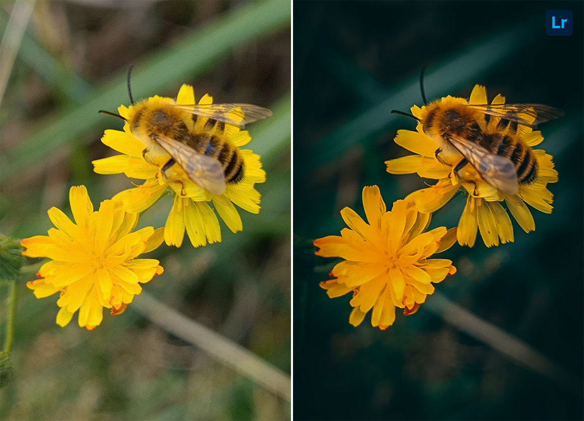 Bee on a Flower 🐝 | Edit | Photoshop Lightroom