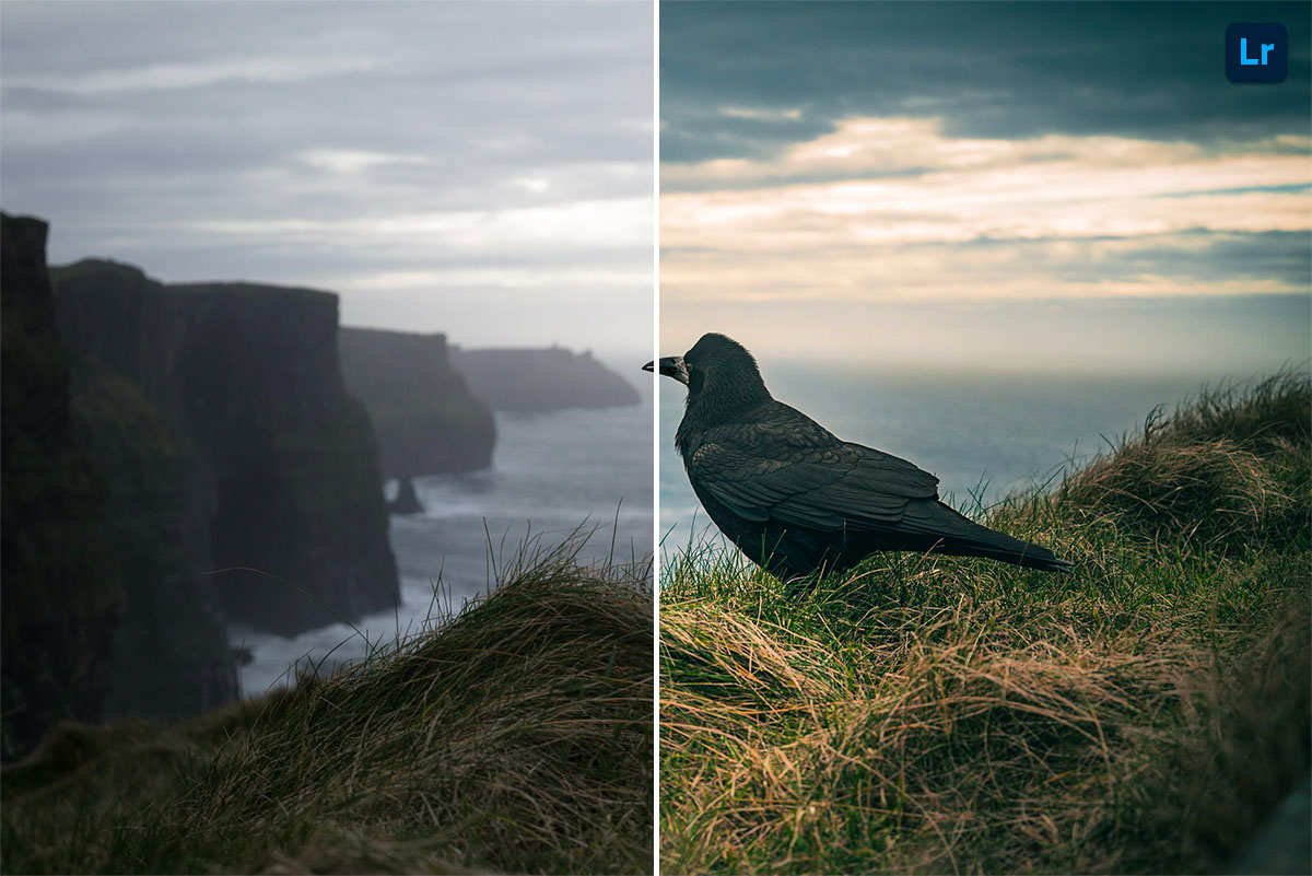 Bird | Remix | Photoshop Lightroom