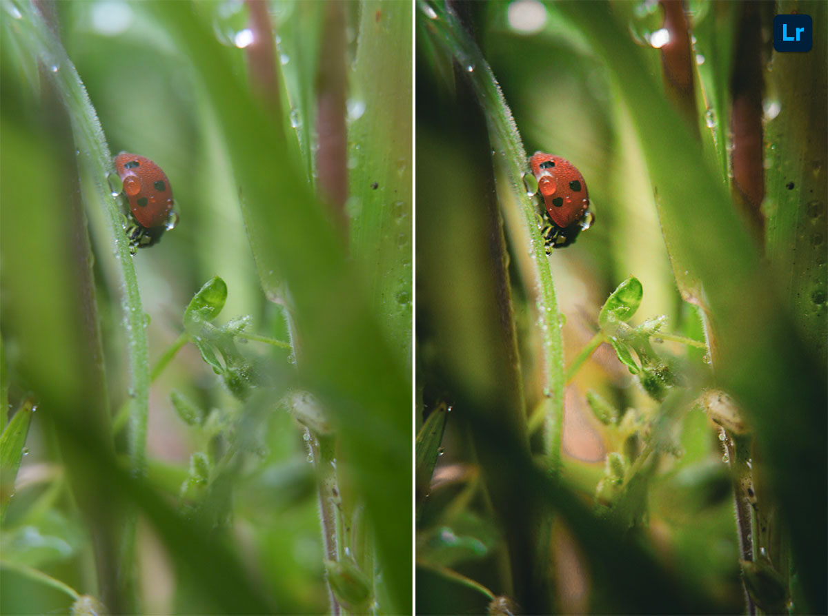Ladybug | Edit | Photoshop Lightroom
