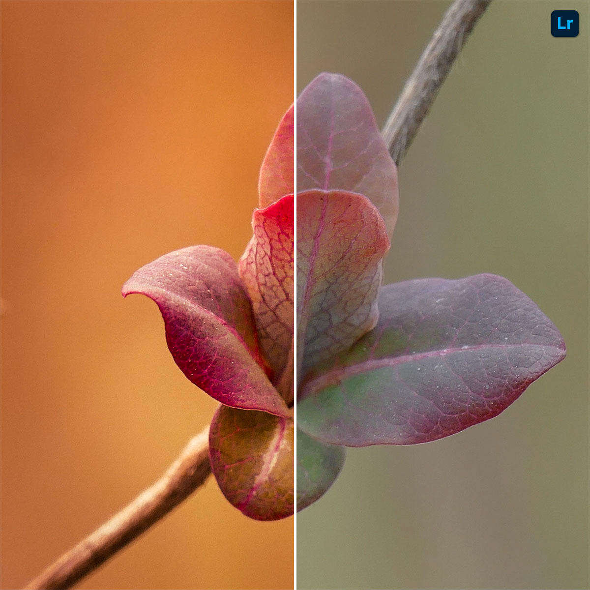 Patterns | Remix | Photoshop Lightroom