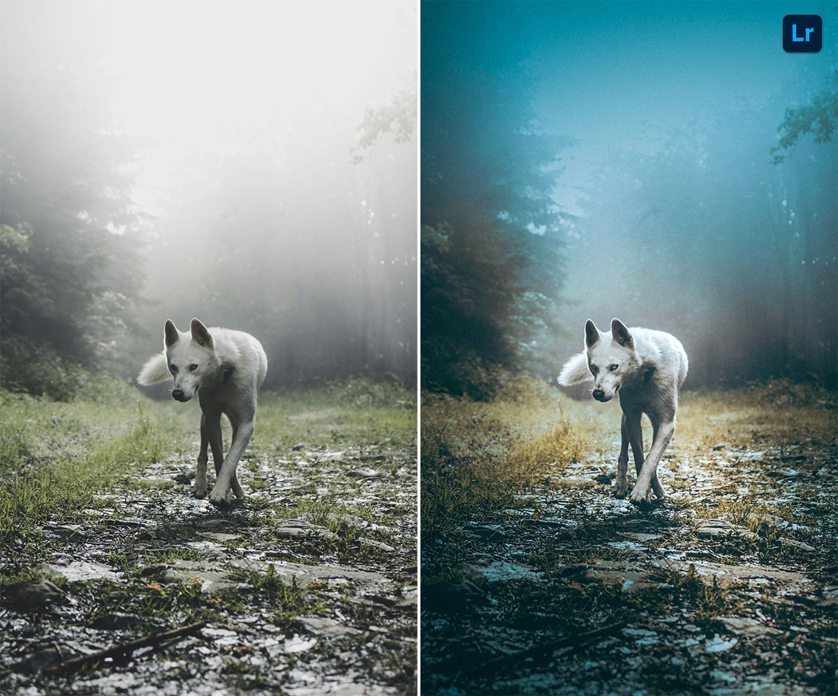 the dog | Edit | Photoshop Lightroom