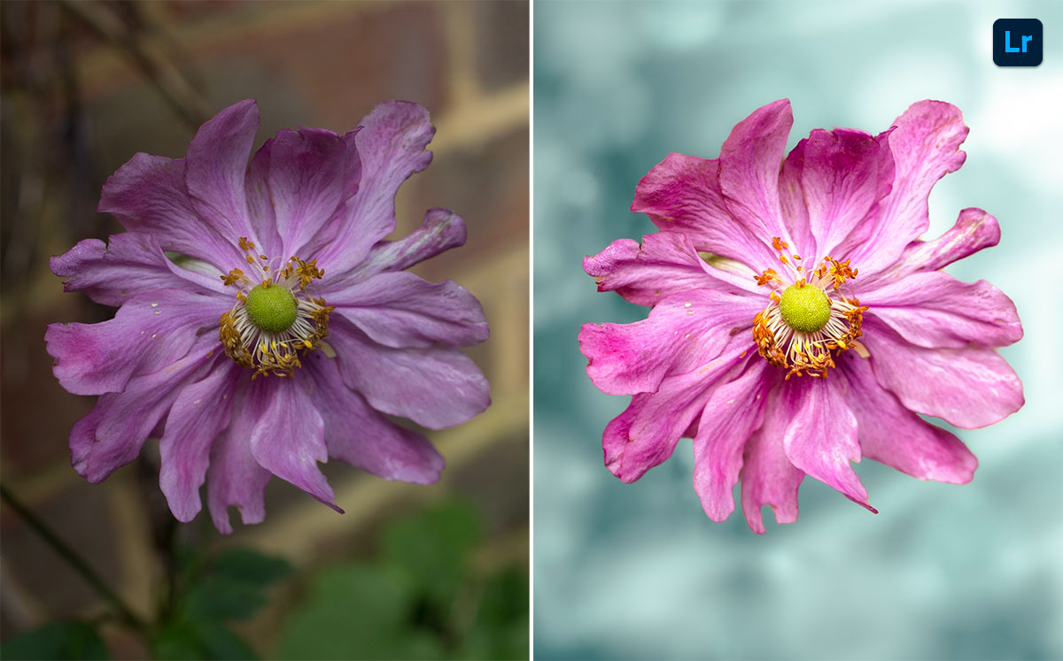 Glowing Flower | Edit | Photoshop Lightroom