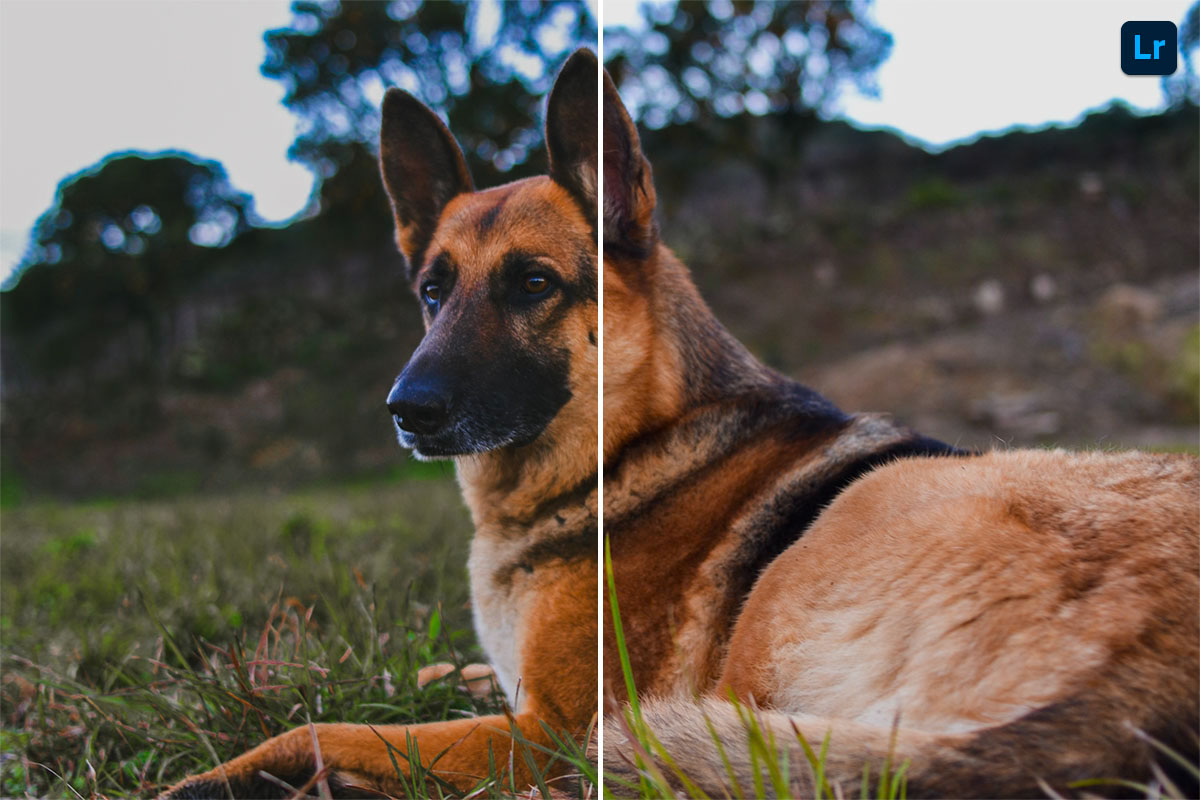 German Shepherd | Edit | Photoshop Lightroom