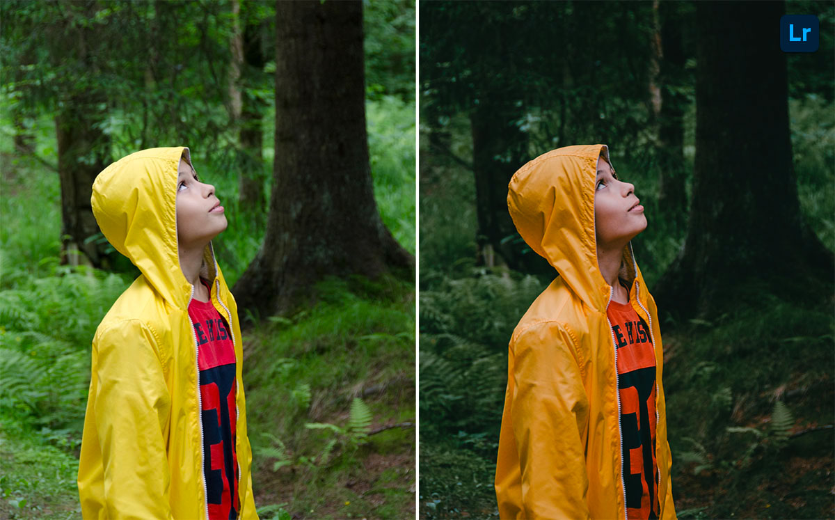 Forest stories | Edit | Photoshop Lightroom