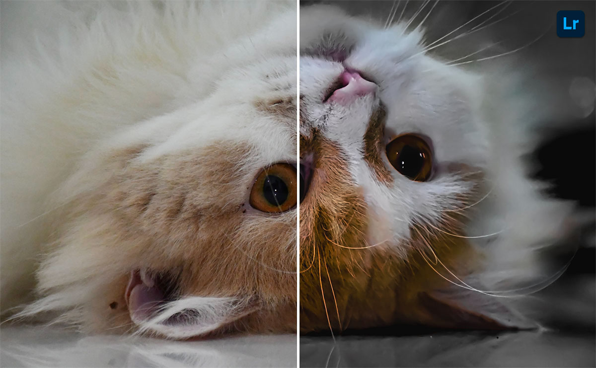 OLAF | Edit | Photoshop Lightroom