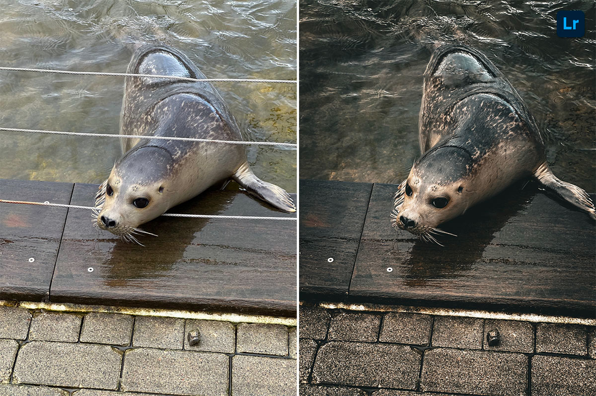 Seal | Edit | Photoshop Lightroom